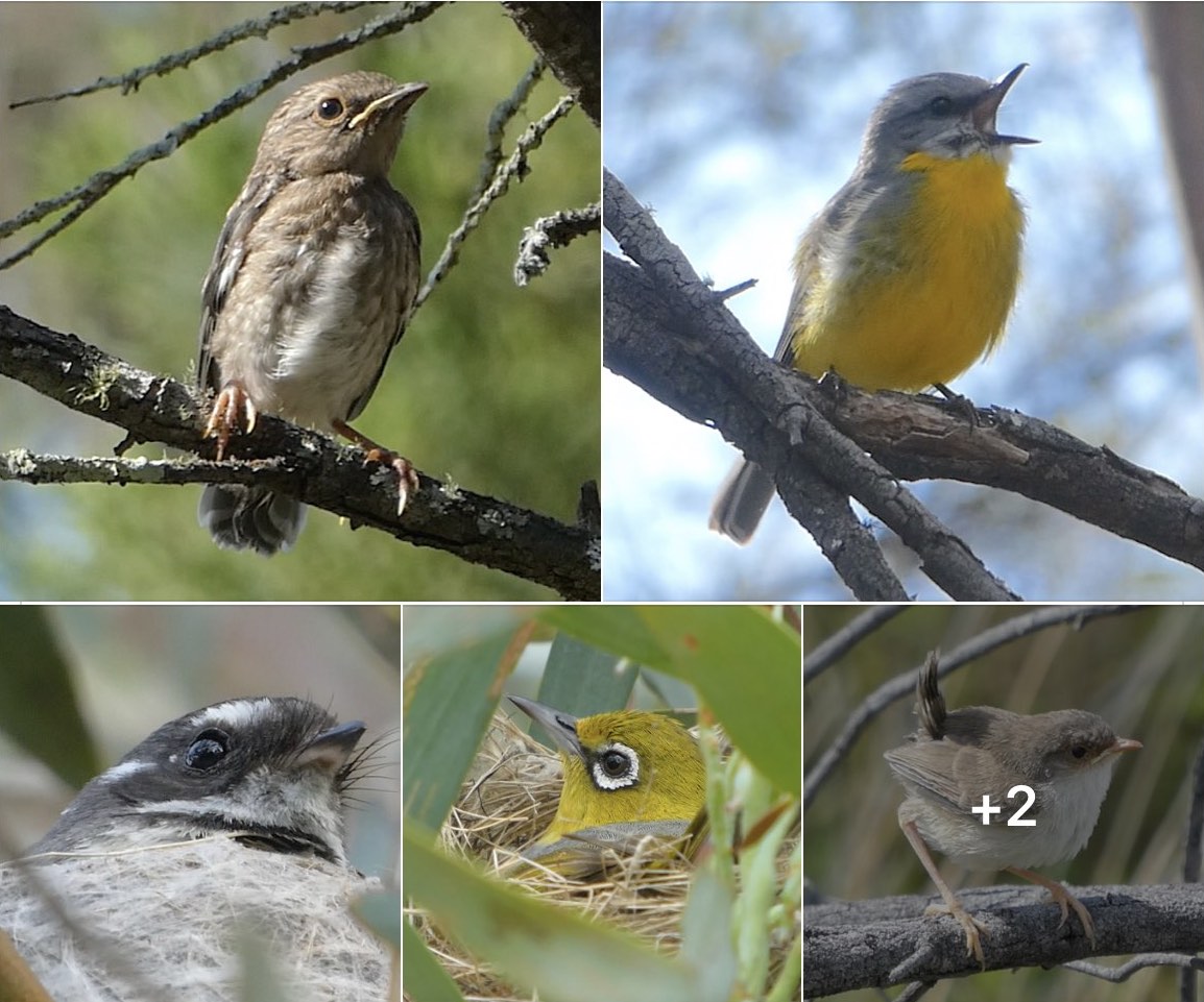 Videos | caperteebirder.com